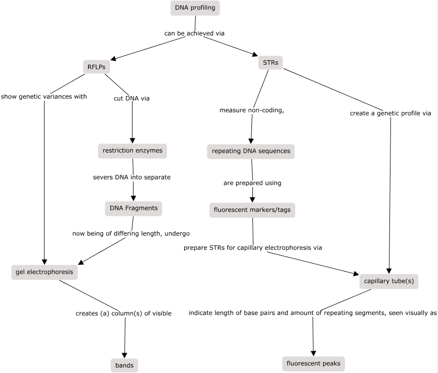 DNA Profiling - Calilung - How is DNA Profiling accomplished